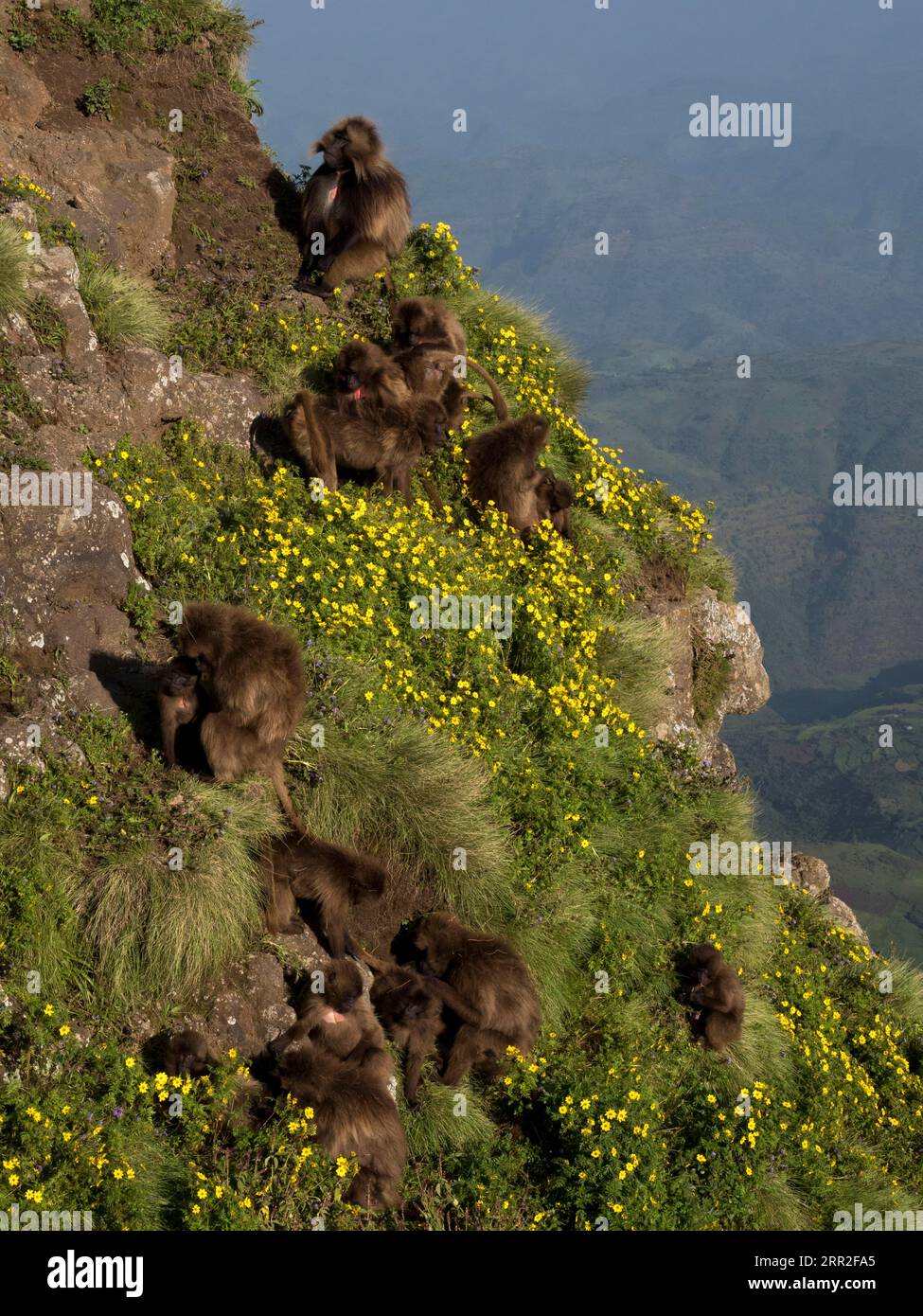 Gelada baboons (Theropithecus gelada), blood-breasted baboons, herd on ...