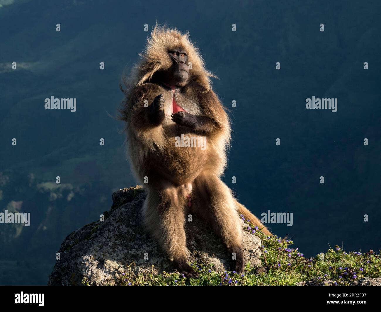 Gelada baboon (Theropithecus gelada), male basking on rock, Semien ...