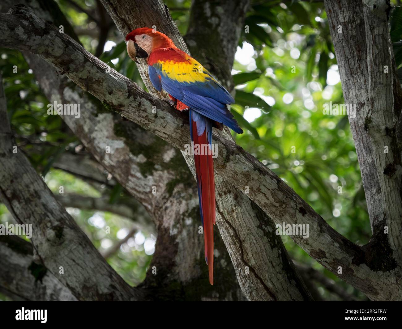 Scarlet macaw in tree hi-res stock photography and images - Alamy