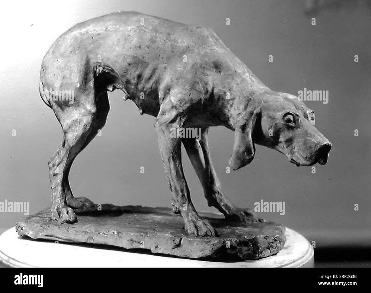 Standing Dog 1902 by Robert Alfred Dietrich Stock Photo - Alamy