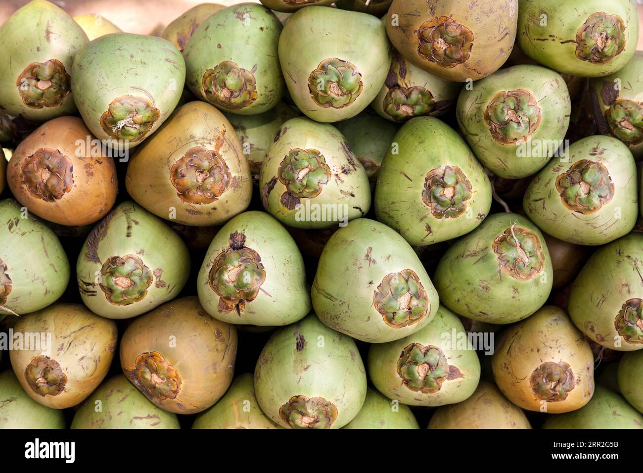 Fresh coconuts, India Stock Photo - Alamy