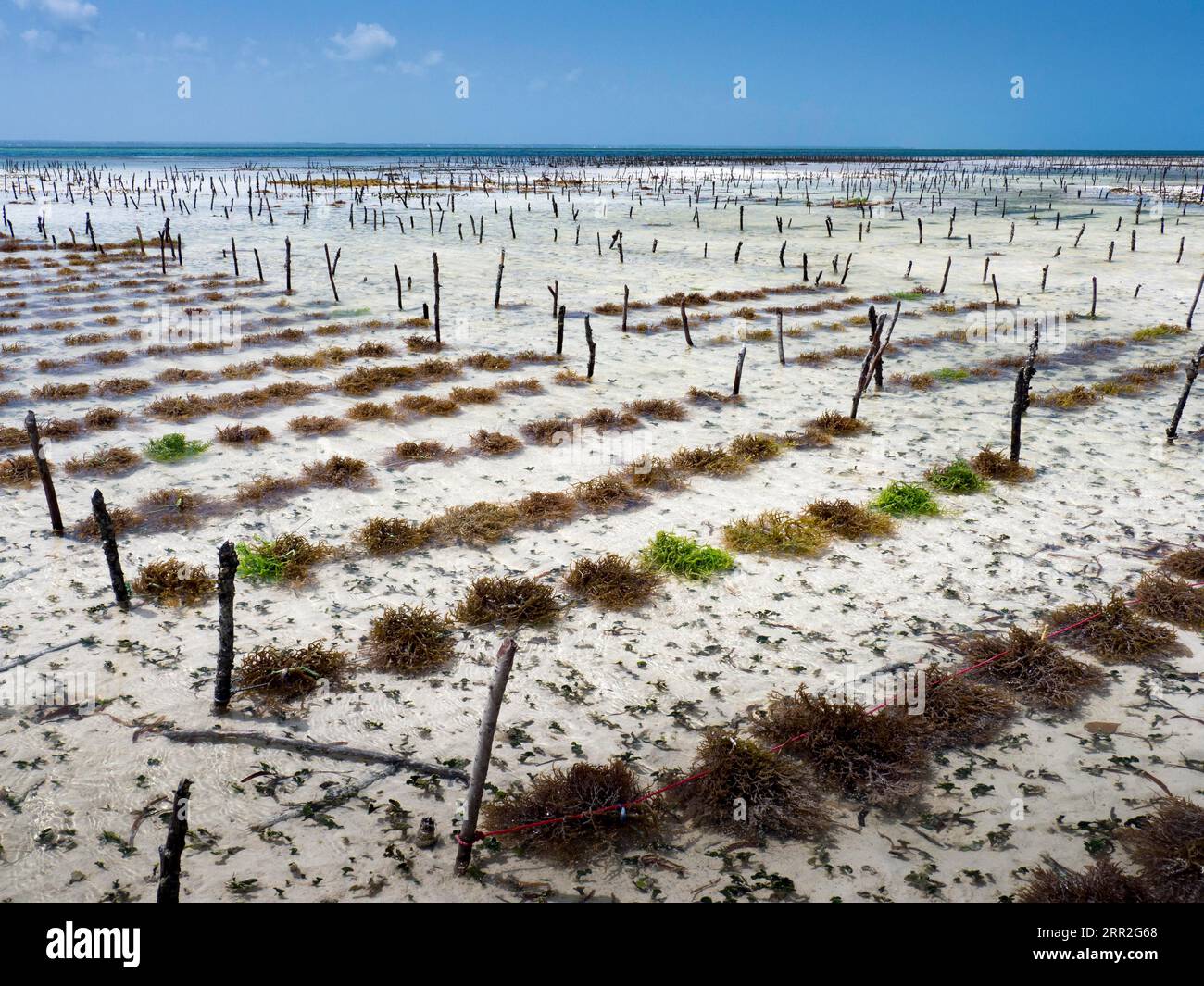 Seaweed farm hi-res stock photography and images - Alamy