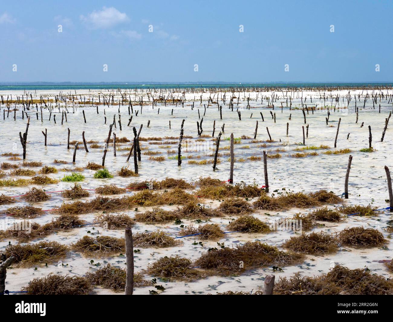 Eucheuma seaweed cultivation, aquaculture, seaweed farm, Zanzibar ...