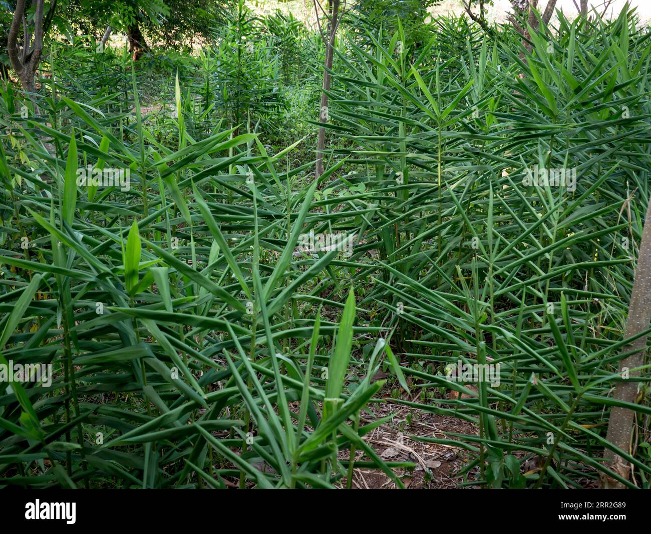 Cultivation of ginger (Zingiber officinale) plants, Zanzibar, Tanzania ...