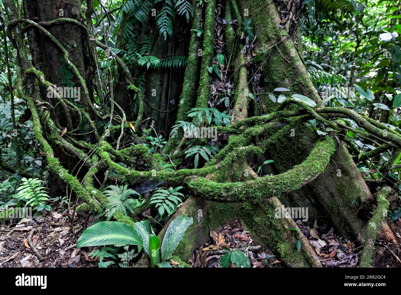 Jungle on the Rio Napo, Ecuador Stock Photo - Alamy