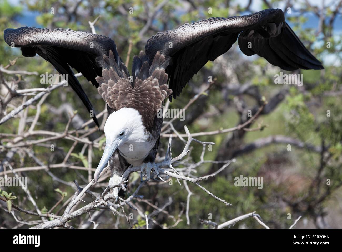 Albatross (Diomedeidae), Galapagos Islands, Ecuador Stock Photo - Alamy