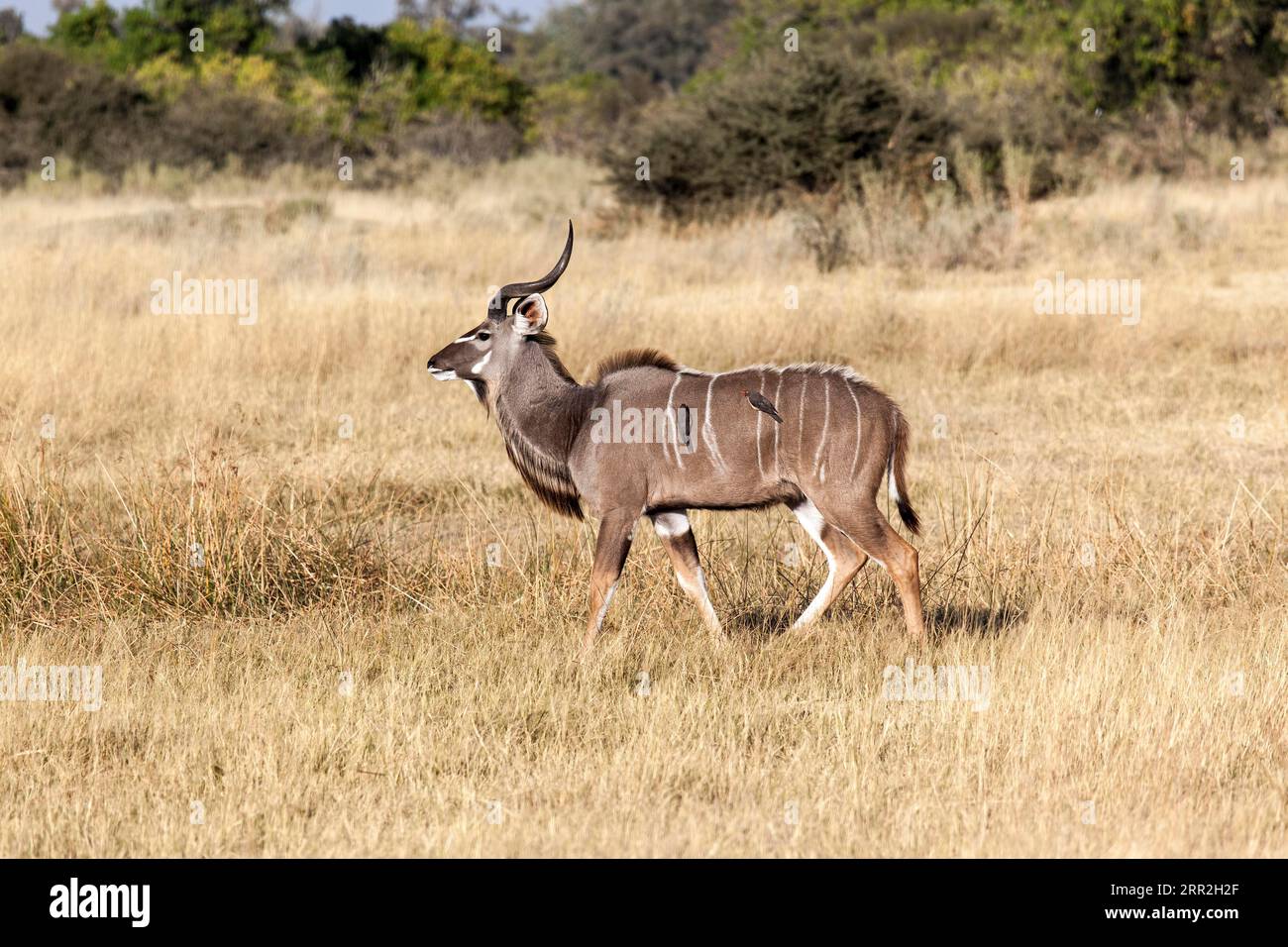 Greater kudu (Tragelaphus strepsiceros), male, Moremi Game Reserve ...