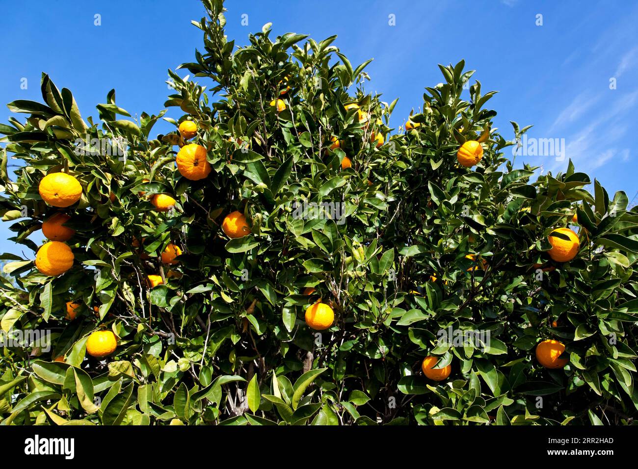 Orange tree (Citrus sinensis) with fruit, La Palma, Canary Islands ...