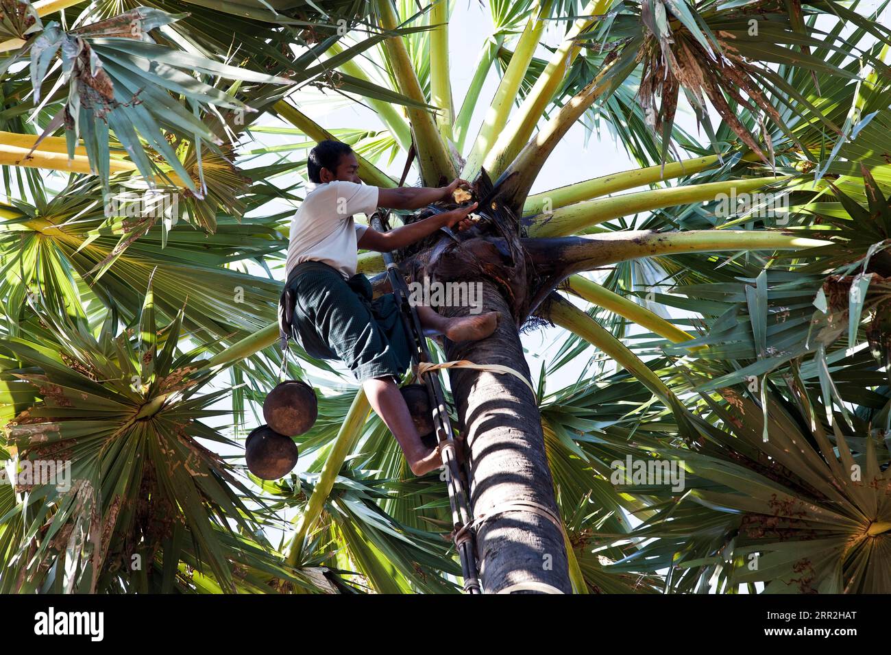 Man climbing palm tree to harvest palm sap, Bagan, Mandalay Division ...