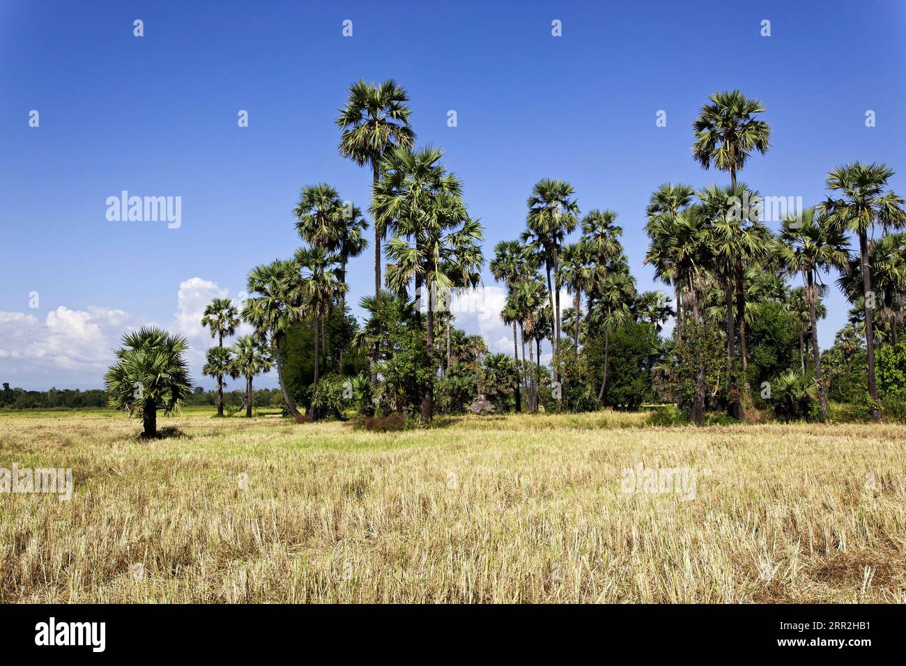 Rice fields and sugar palms, Taungu, Bago Division, Myanmar, Burma ...