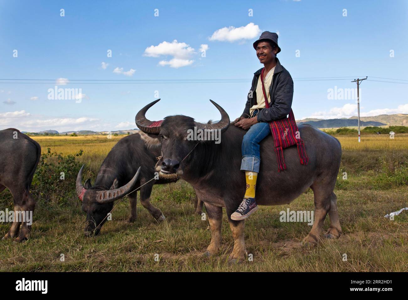 Man on water buffalo, Kalaw, Shan State, Myanmar, Burma Stock Photo - Alamy