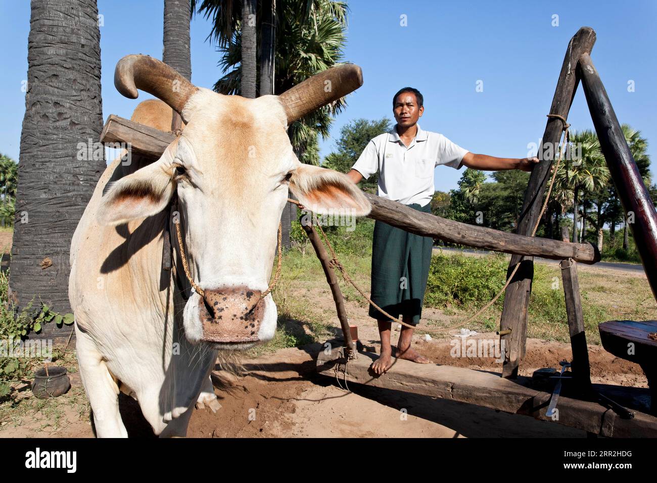 Man and cattle pressing peanut oil, Bagan, Mandalay Division, Myanmar ...