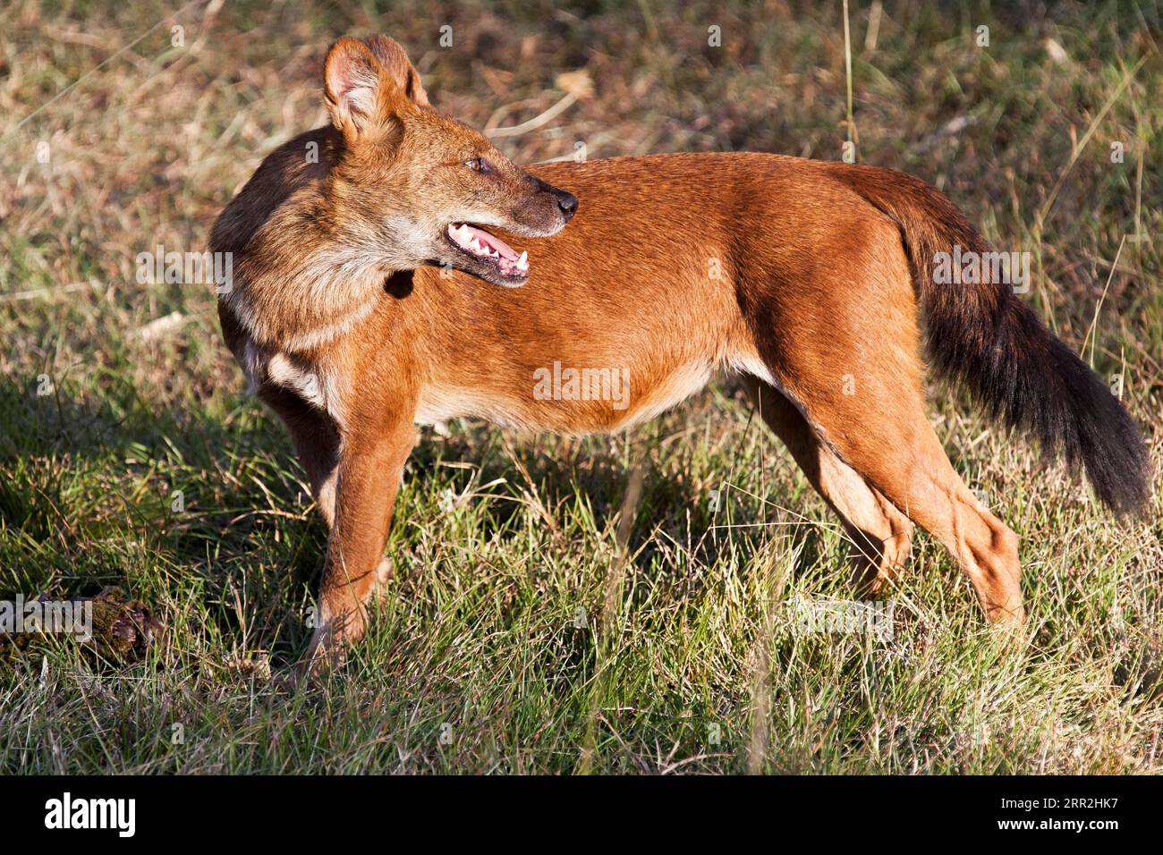 Red or Asiatic wild dog (Cuon alpinus), Bandipur National Park ...