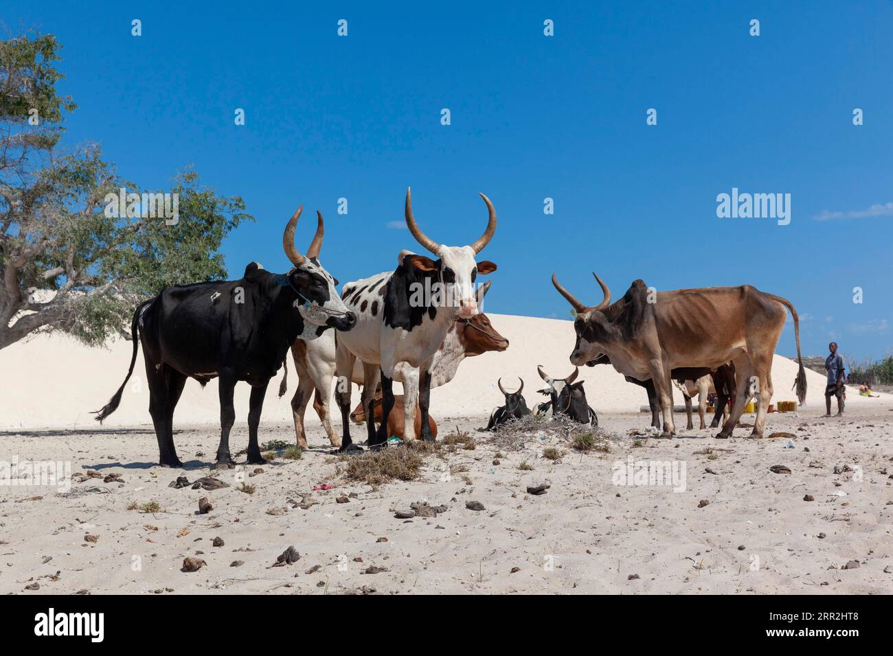 Zebu zebus hi-res stock photography and images - Alamy