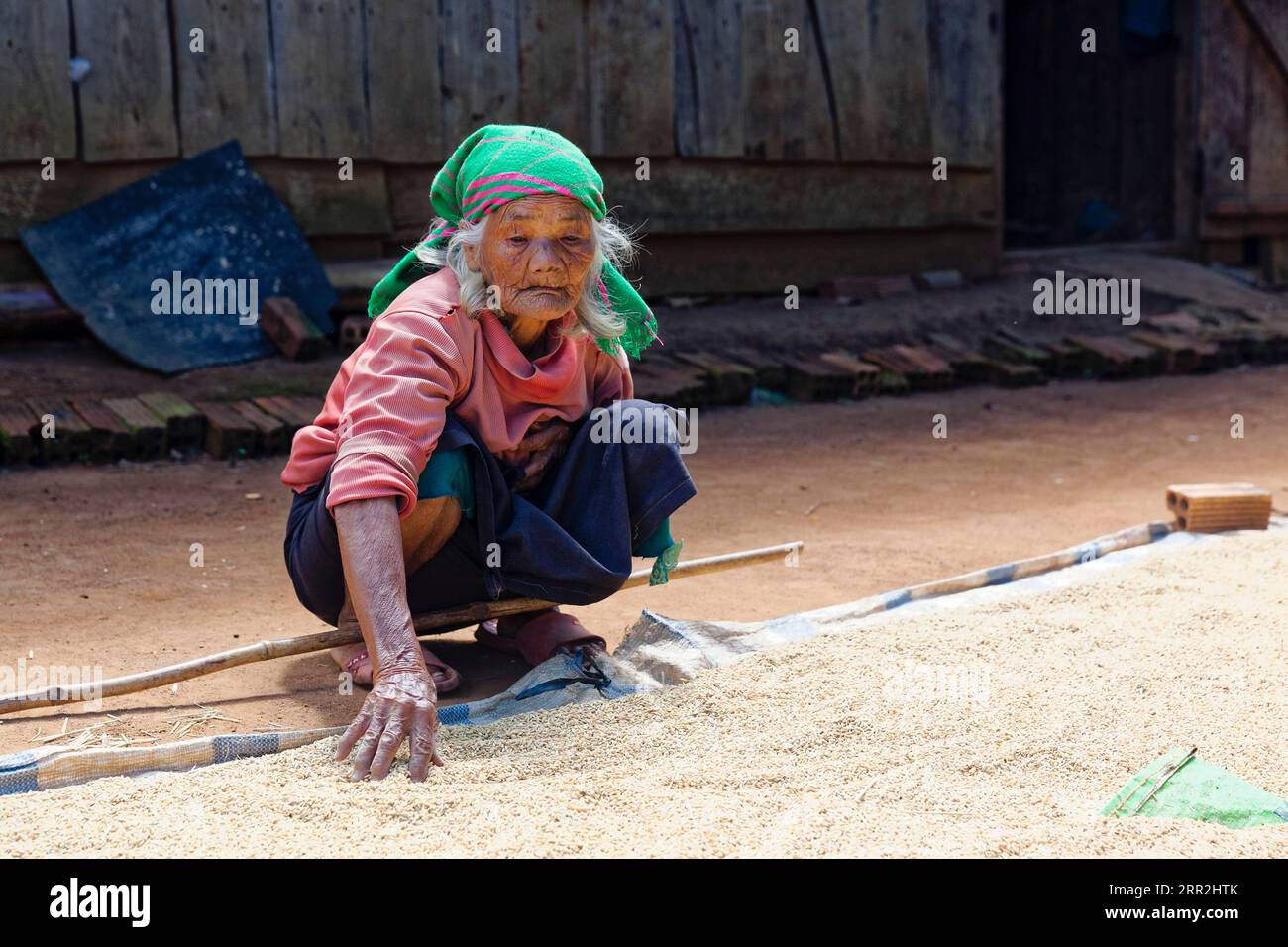 Old woman drying rice, Vietnam Stock Photo - Alamy