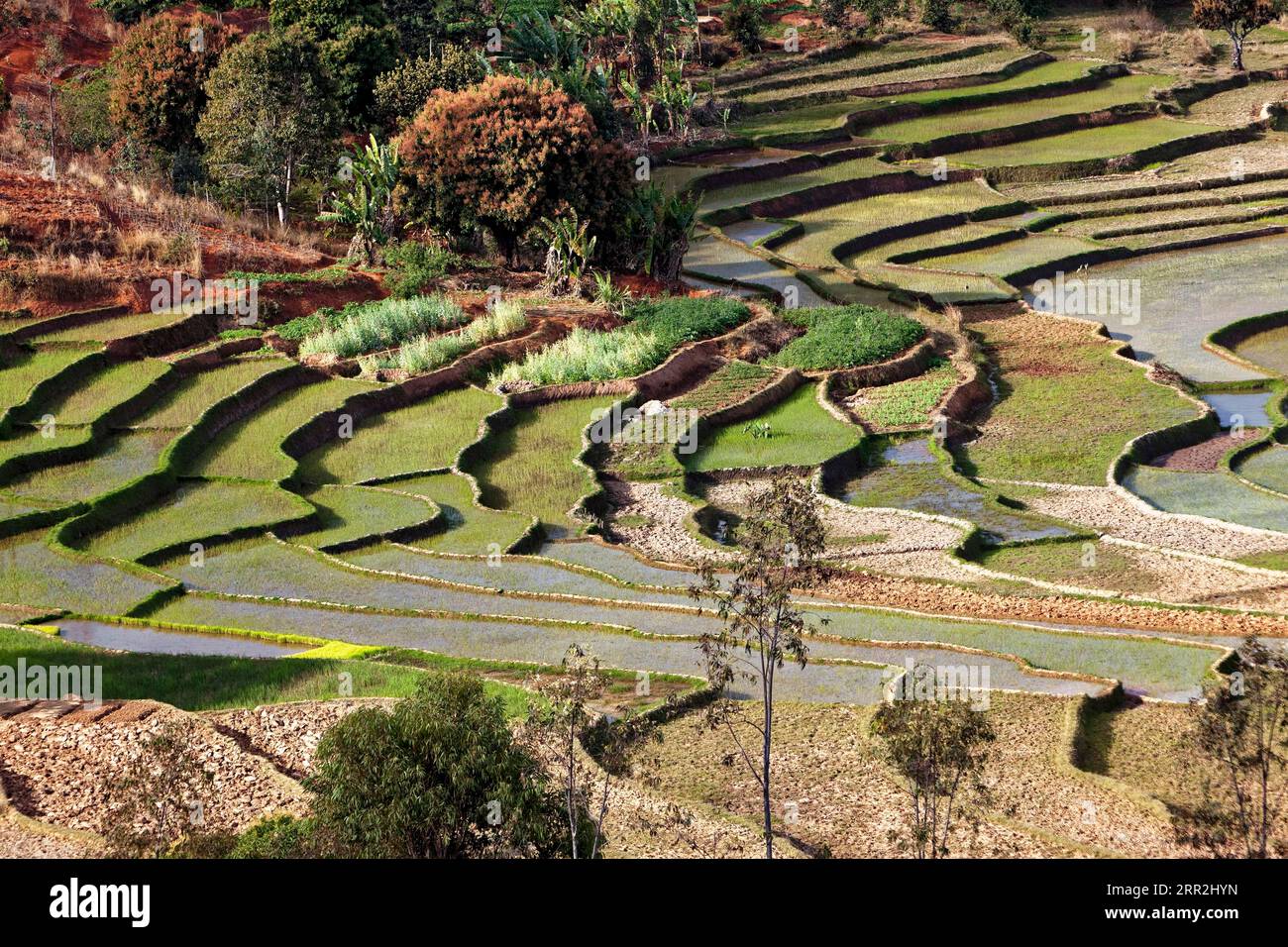 Madagascar rice terrace hi-res stock photography and images - Alamy