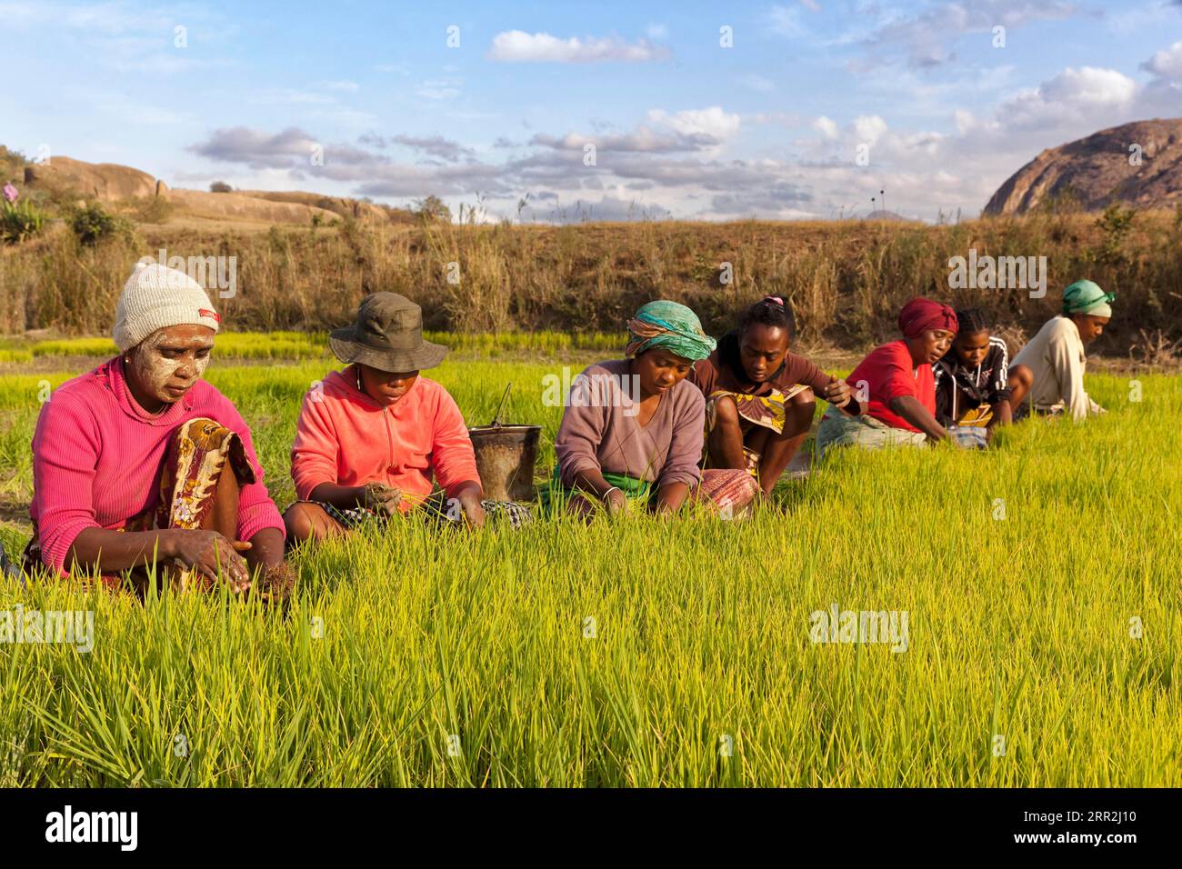 Women in the rice field, rice farmers, Madagascar Stock Photo - Alamy