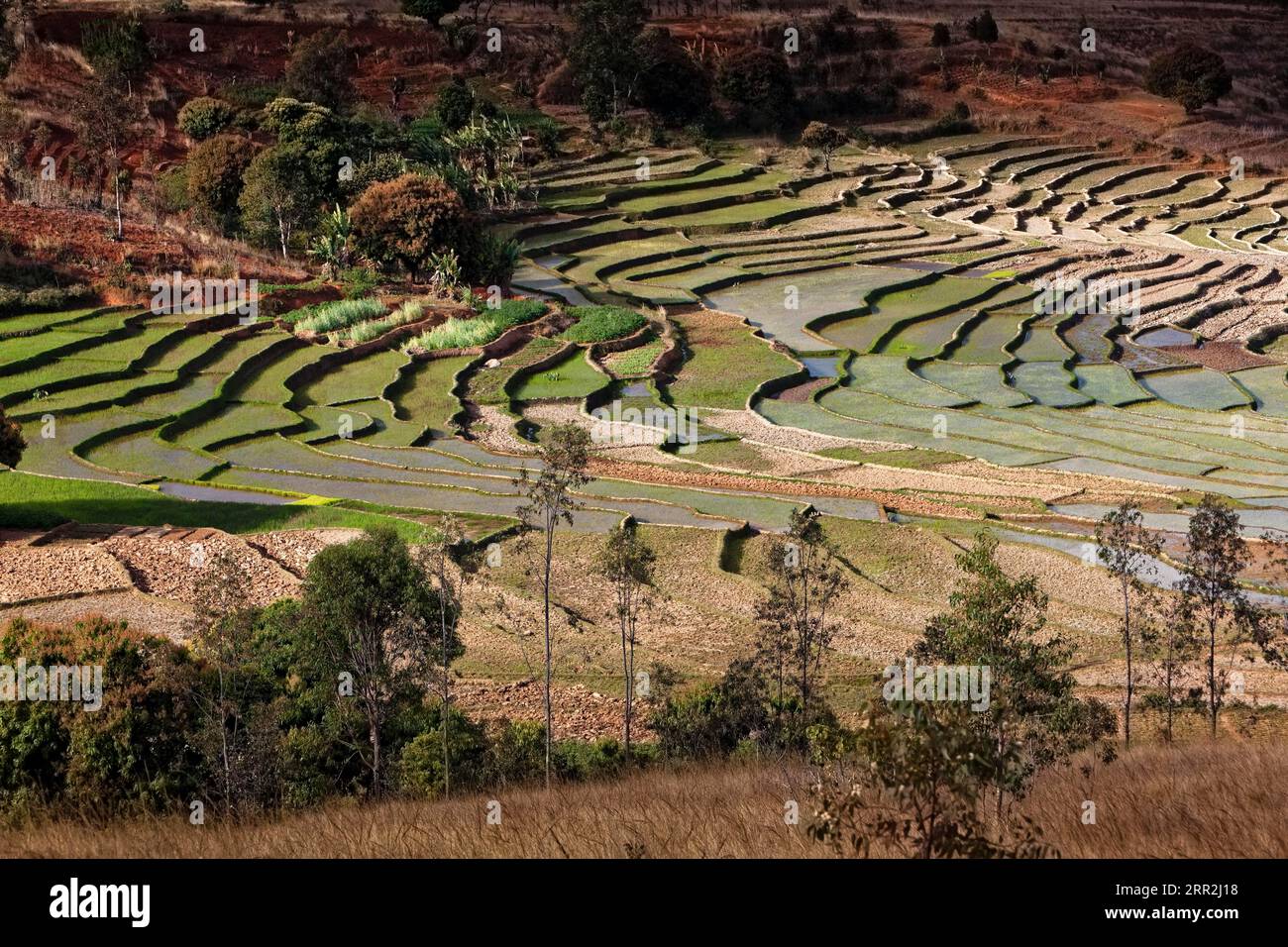 Madagascar rice terrace hi-res stock photography and images - Alamy