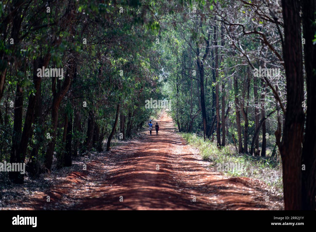 Karura forest hi-res stock photography and images - Alamy
