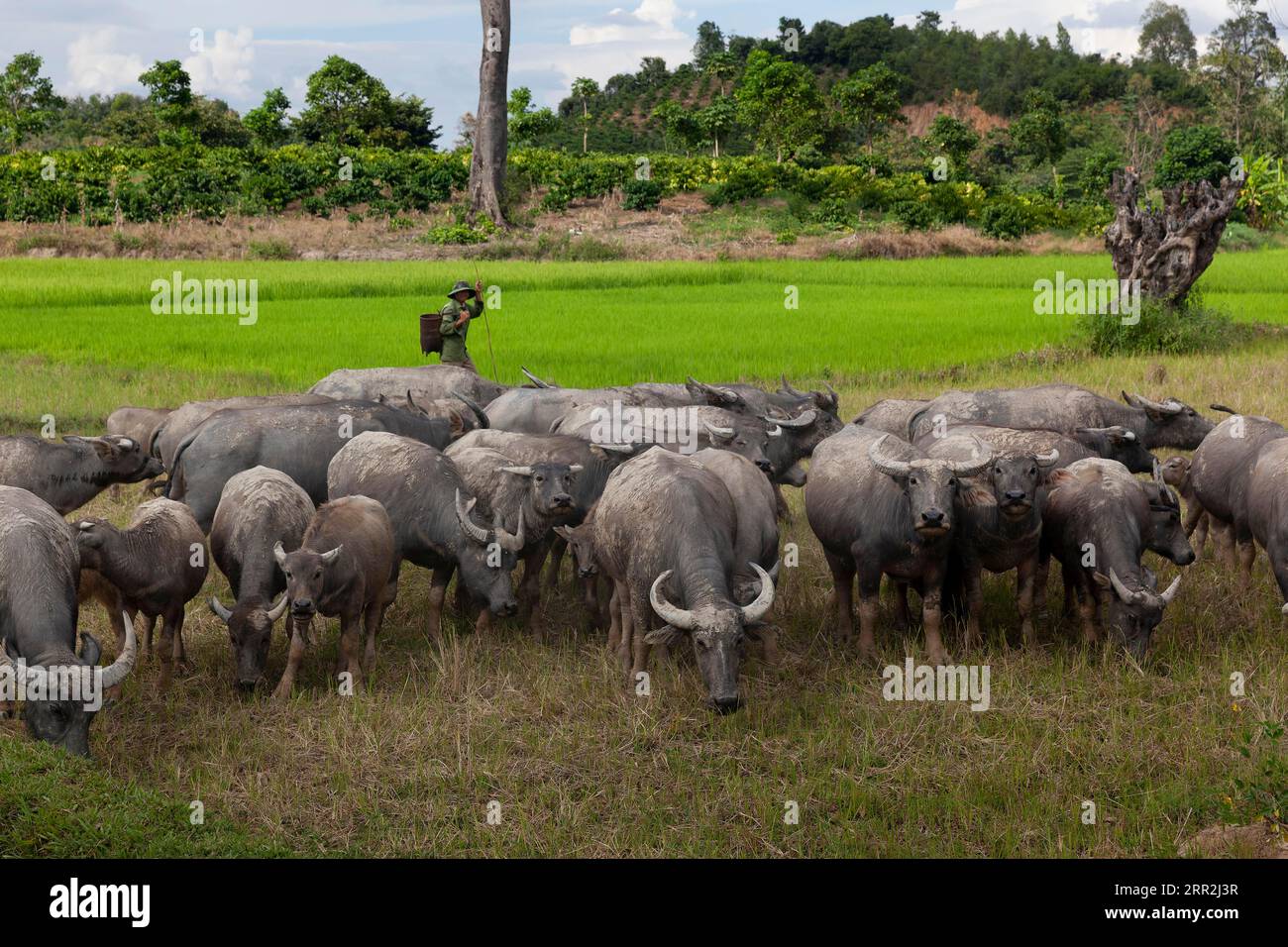 Water buffalo in a rice field, Vietnam Stock Photo - Alamy