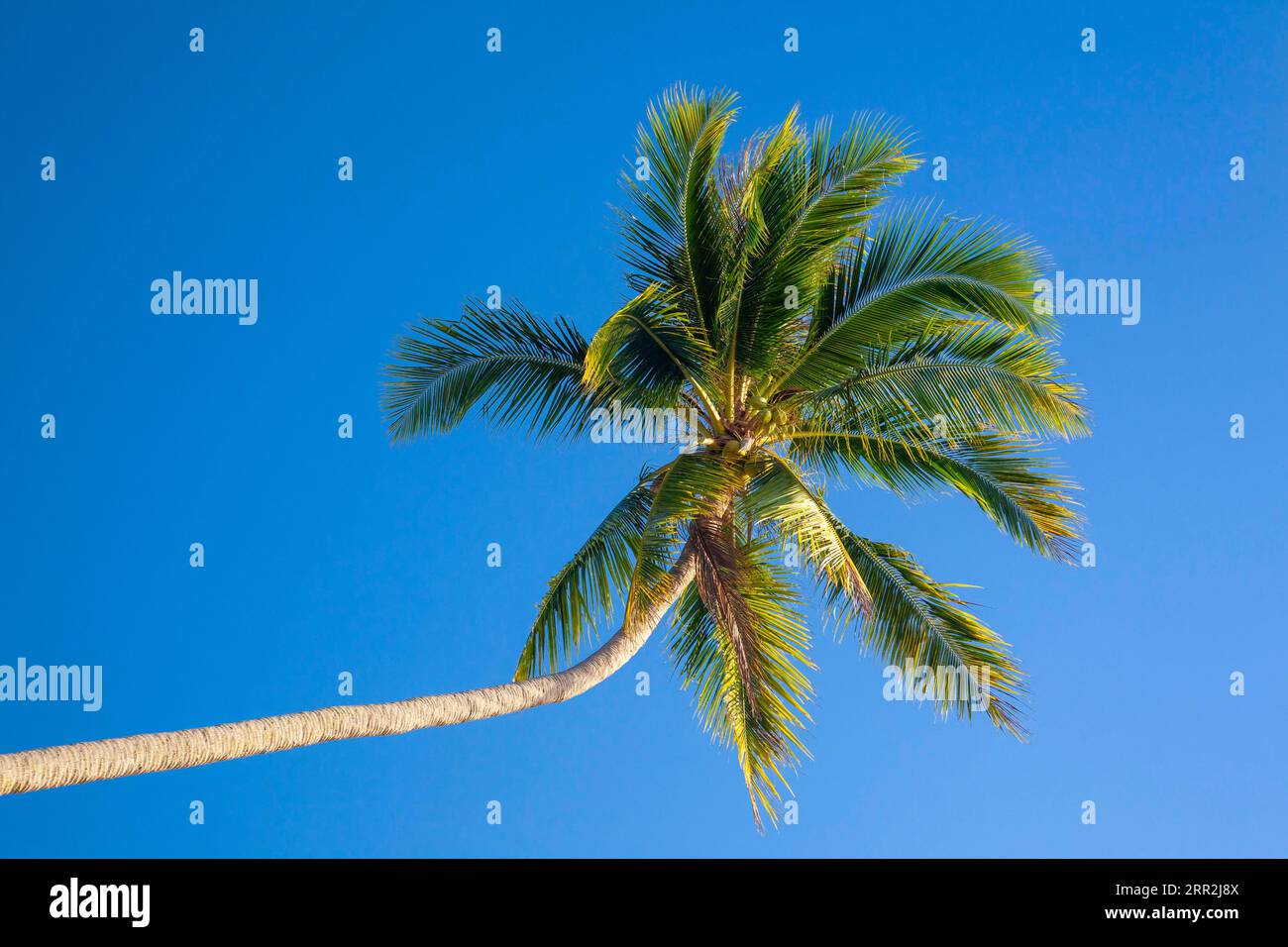 Palm tree from below, Ko Samui, Thailand Stock Photo - Alamy