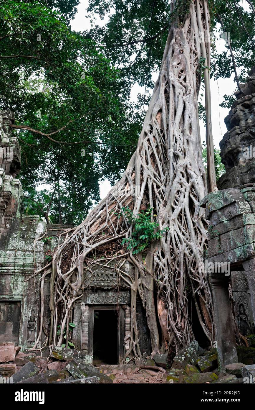 Angkor Ta Prohm, overgrown by aerial roots of the strangler fig (Ficus ...