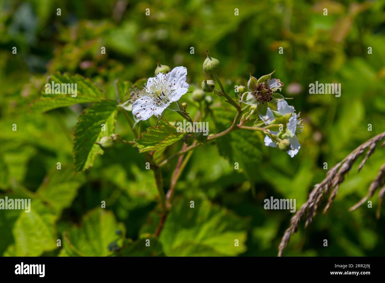 Flower of European dewberry Rubus caesius in the summer Stock Photo - Alamy