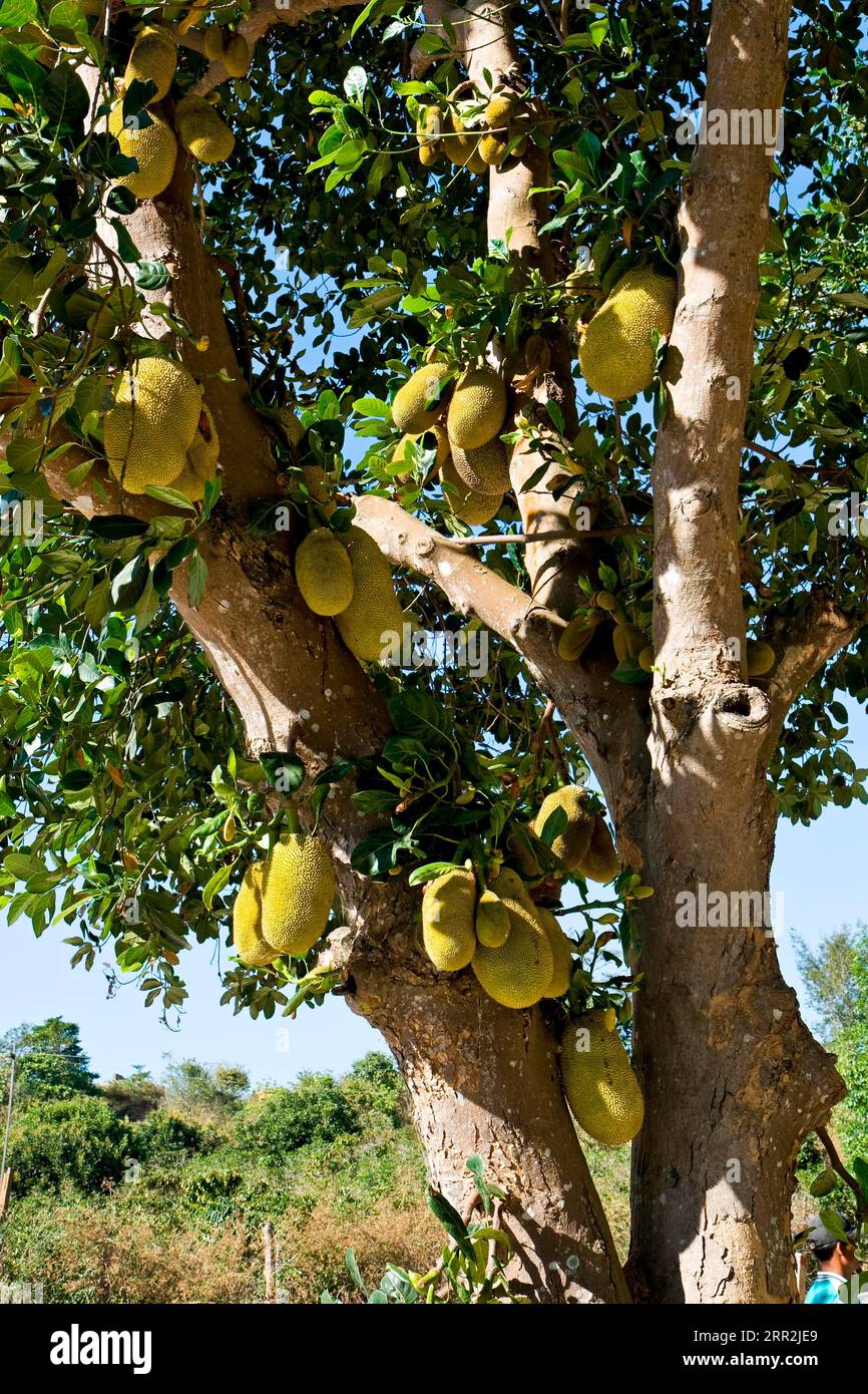 Cempedak (Artocarpus integer) tree, Cempedak tree, Vietnam, Southeast ...