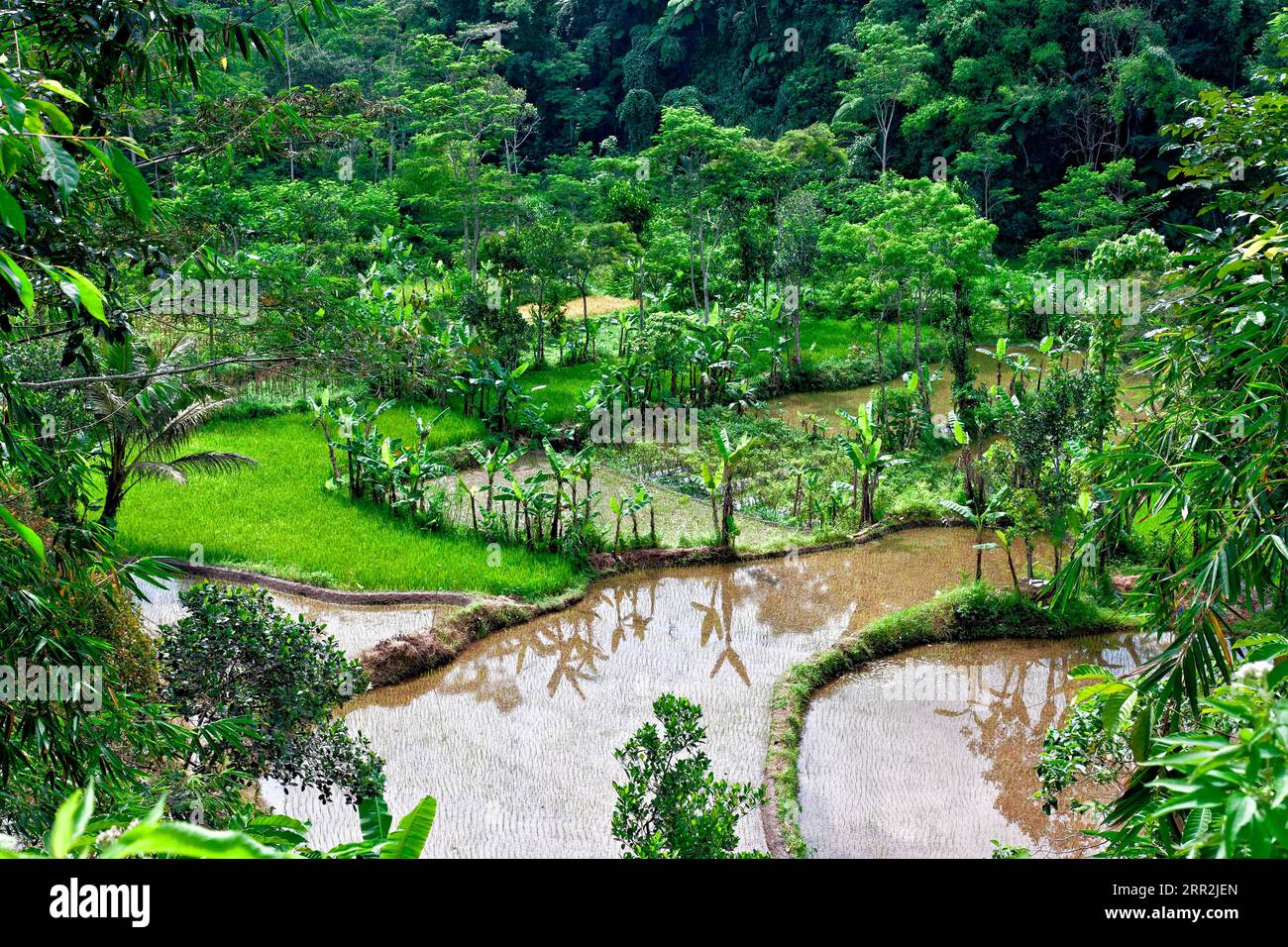 Rice Terraces, Java, Indonesia, Southeast Asia Stock Photo - Alamy