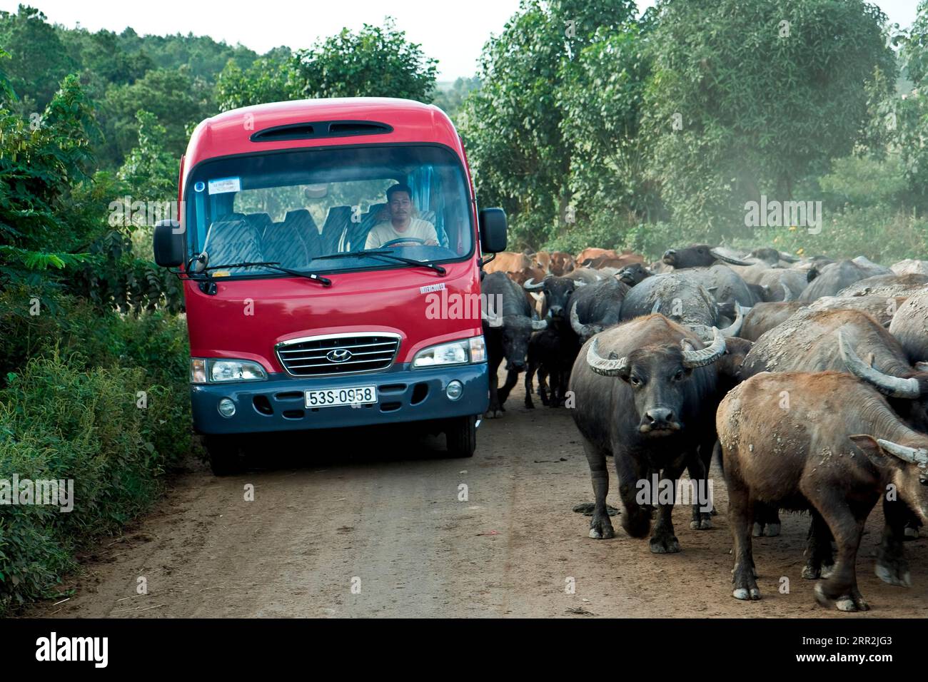 Bus and water buffalo, country road, Vietnam, Southeast Asia Stock ...