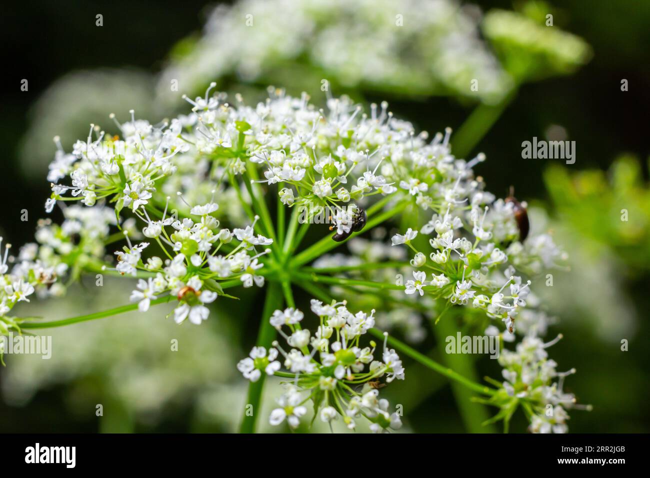 Conium maculatum, colloquially known as hemlock, poison hemlock or wild hemlock, is a highly ...