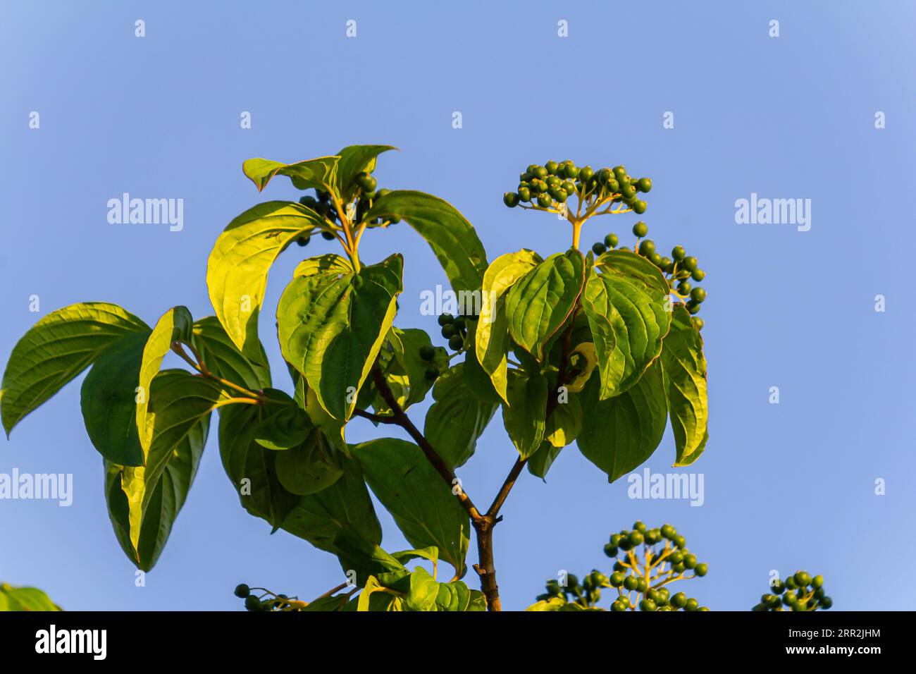 Dogwood berries - Cornus sanguinea Calcareous scrub bush Stock Photo ...