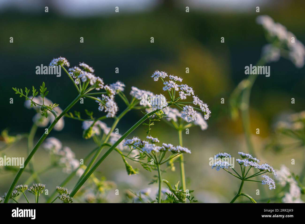 Conium maculatum, colloquially known as hemlock, poison hemlock or wild ...