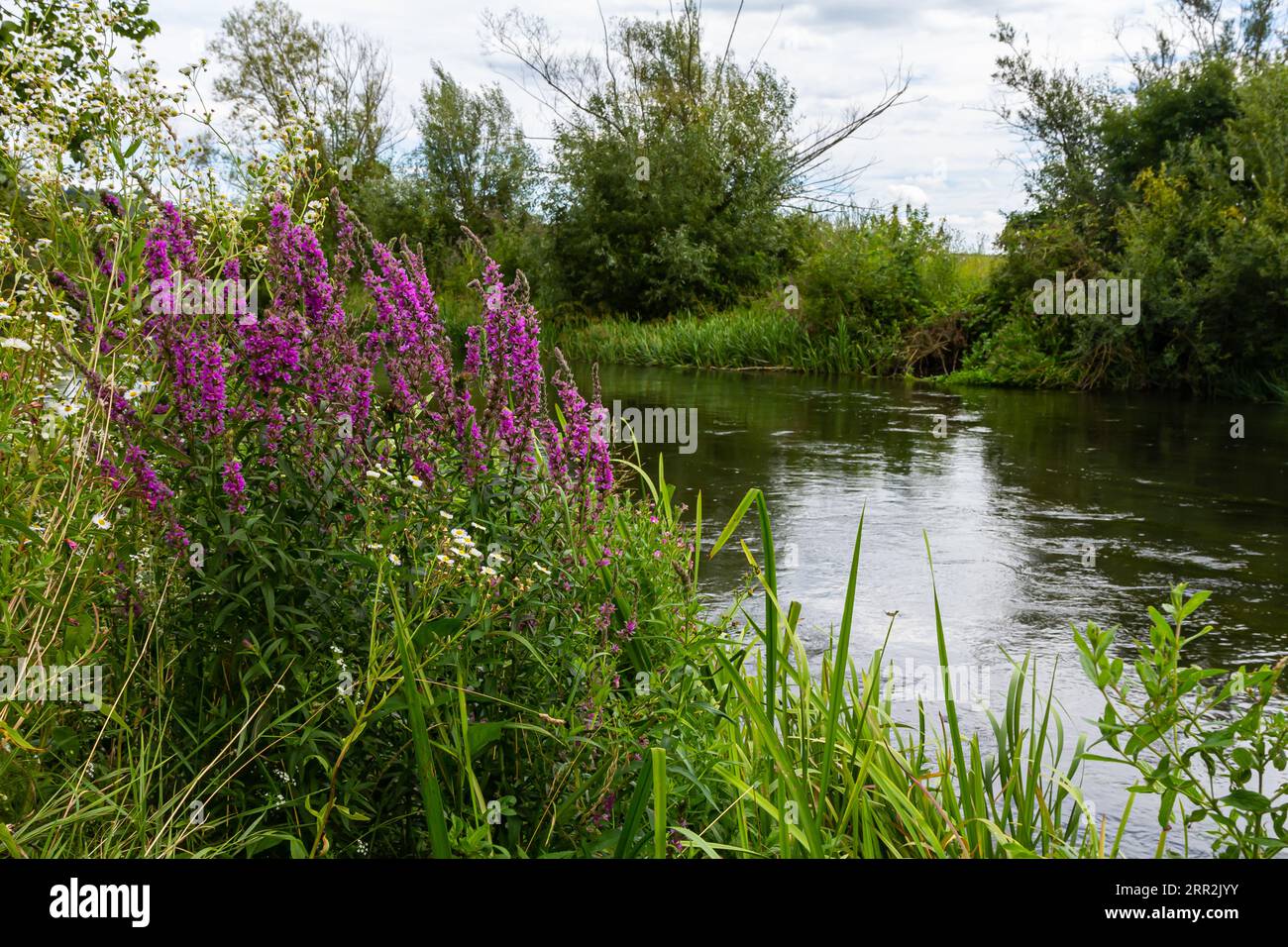 Purple loosestrife Lythrum salicaria inflorescence. Flower spike of ...