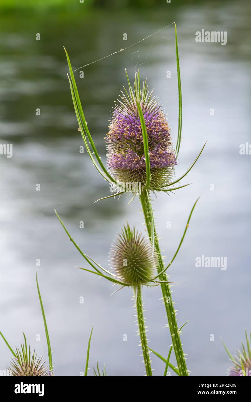Flowering Wild teasel, Dipsacus fullonum during a summer evening in ...