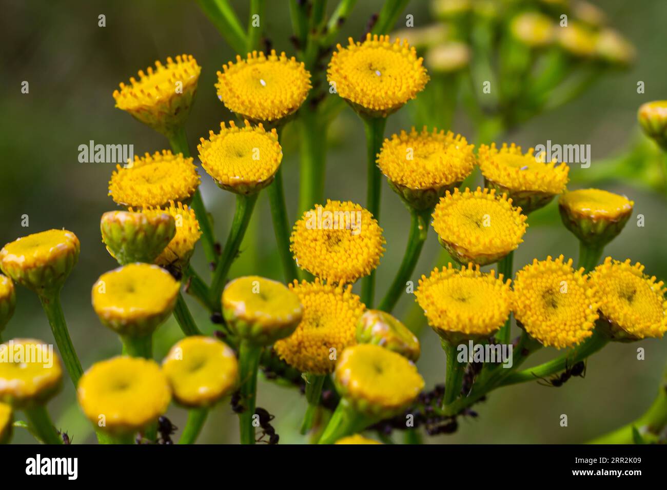Yellow flowers of Tancy blooming in the summer. Tansy Tanacetum vulgare ...