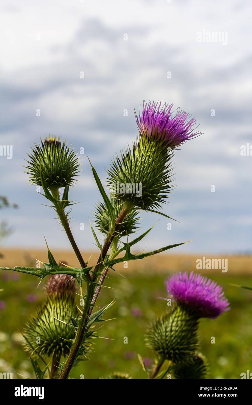 Vertical closeup on a colorful purple spear-thistle flower, Cirsium ...