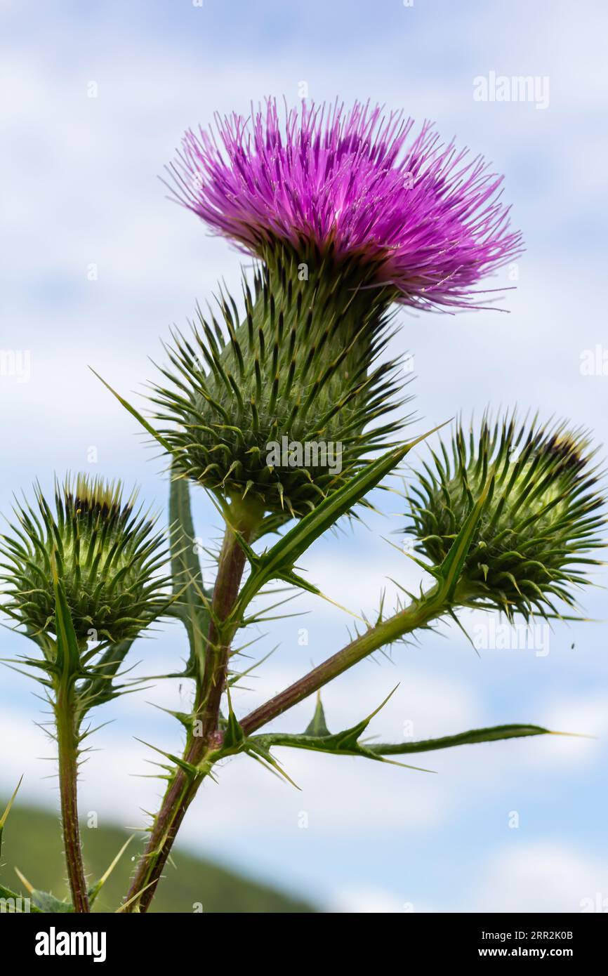 Vertical closeup on a colorful purple spear-thistle flower, Cirsium ...