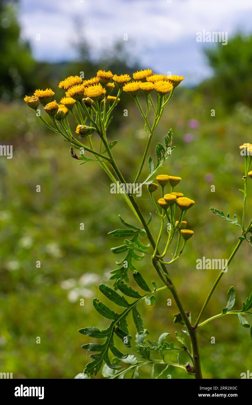 Tanacetum plant hi-res stock photography and images - Alamy