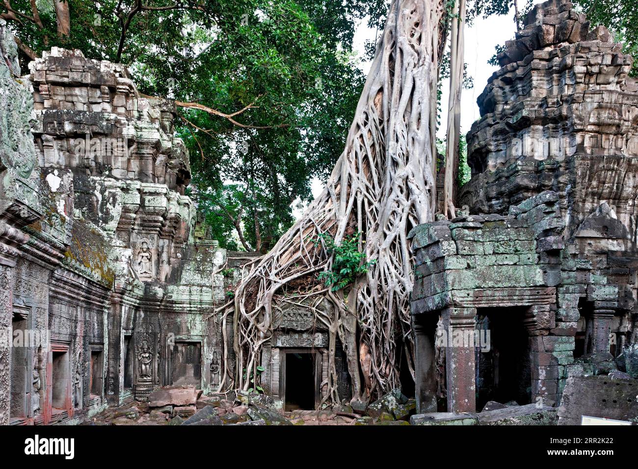 Angkor Ta Prohm, overgrown by aerial roots of the strangler fig (Ficus ...