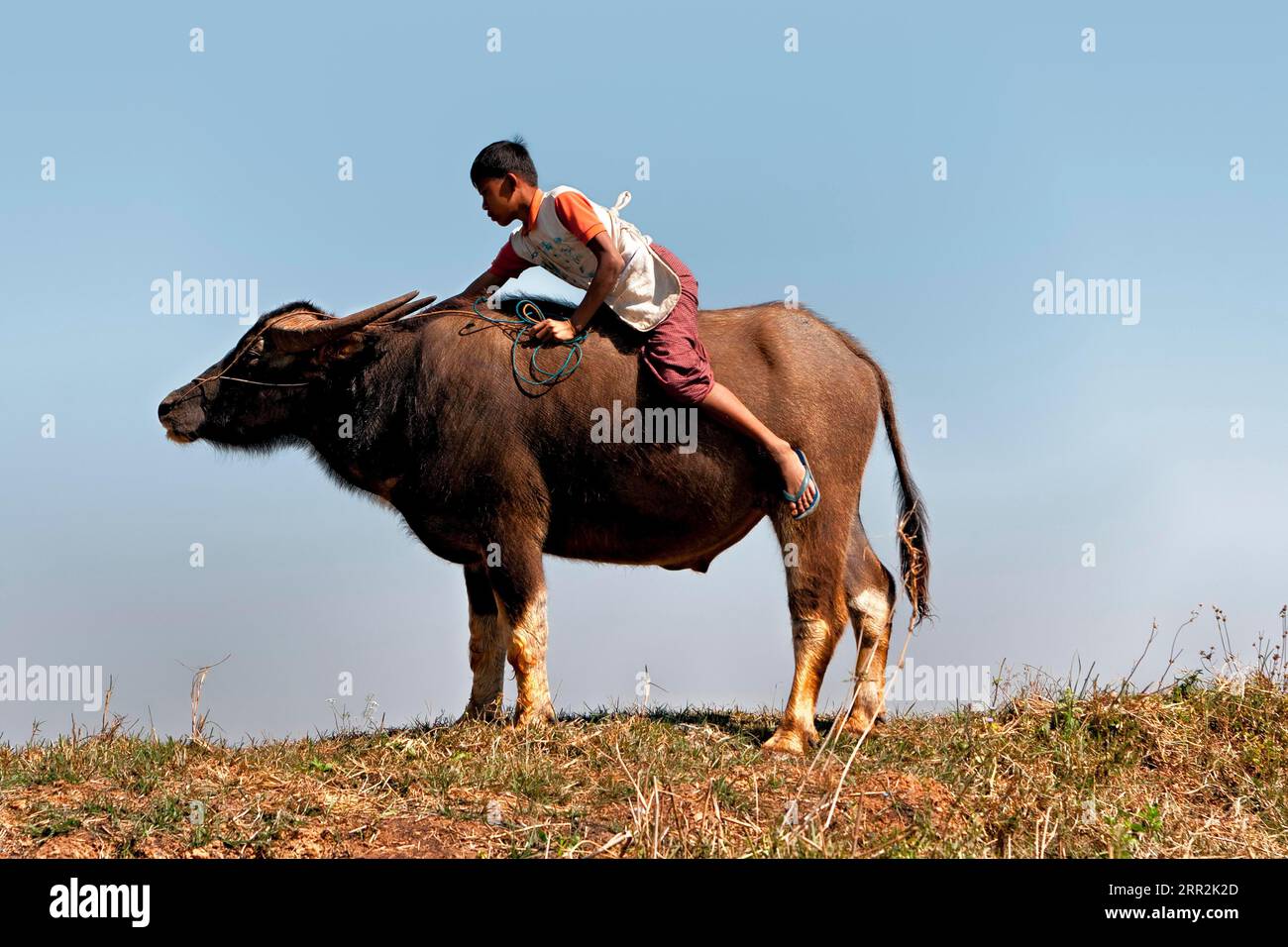 Boy riding water buffalo, Myanmar, Burma, Burma, Southeast Asia Stock ...