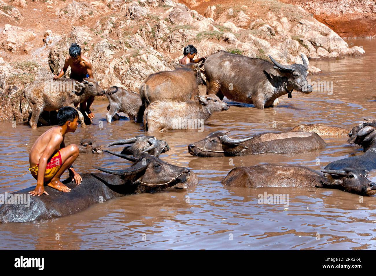 Water buffalo children in water hi-res stock photography and images - Alamy