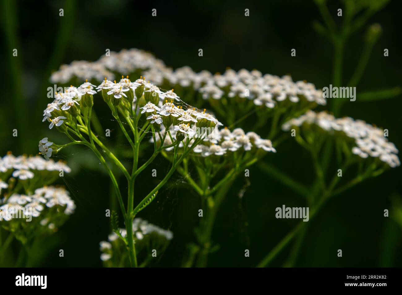 Common yarrow Achillea millefolium white flowers close up, floral ...