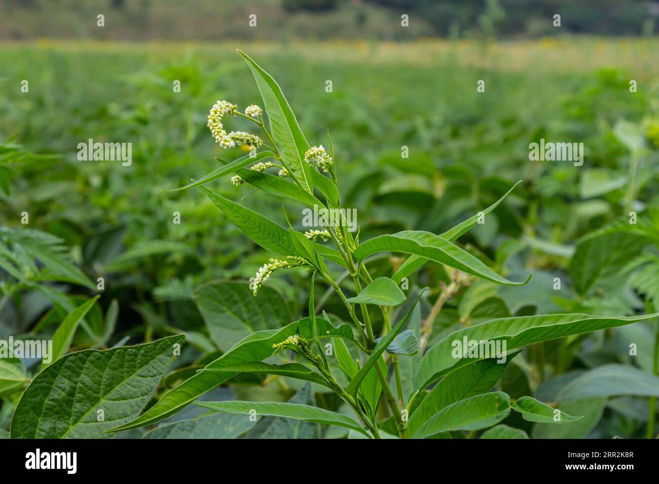 Weed Persicaria lapathifolia grows in a field among agricultural crops ...