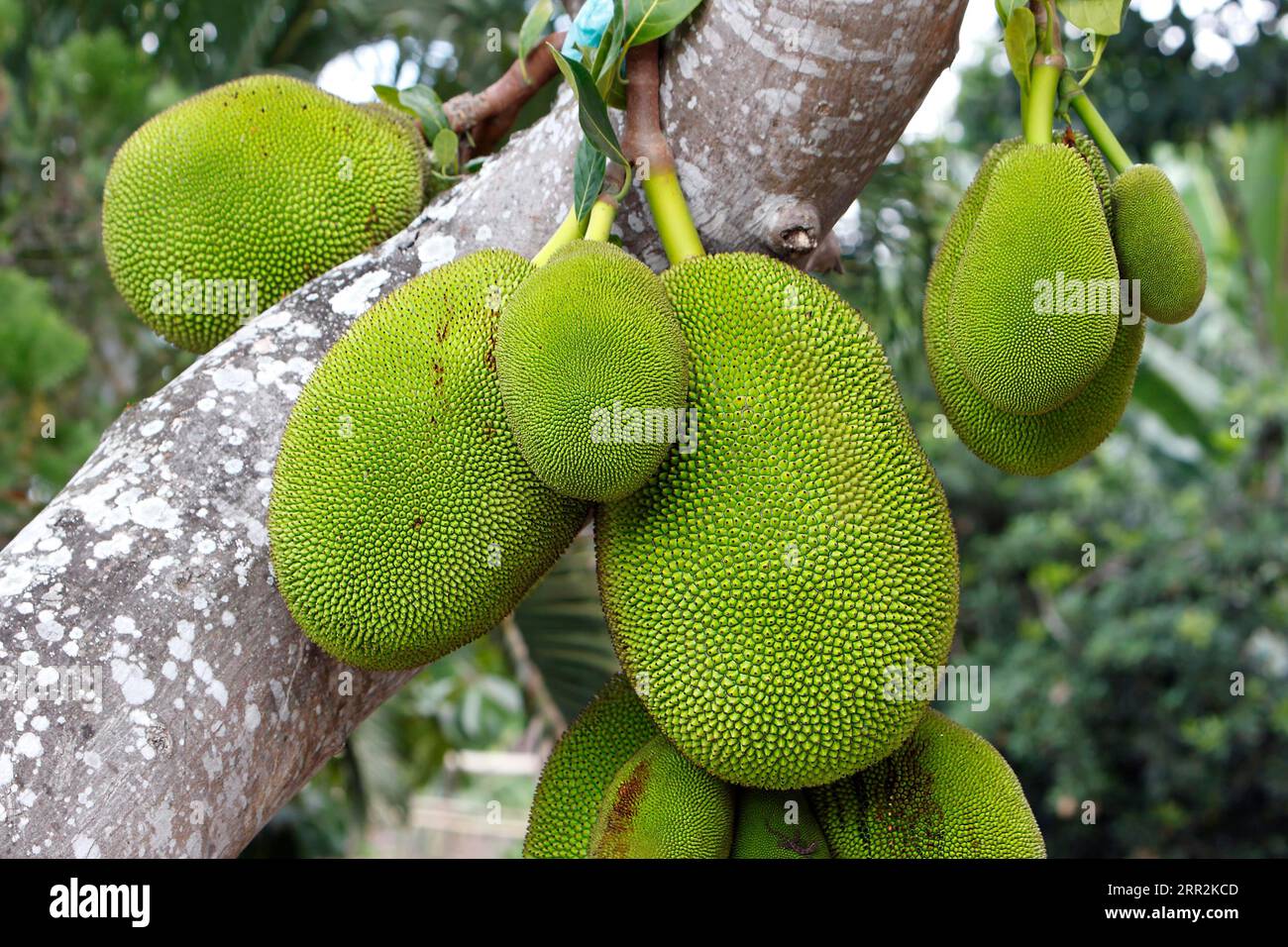 Jackfruit tree (Artocarpus heterophyllus), Jack tree fruit, Jacob's ...