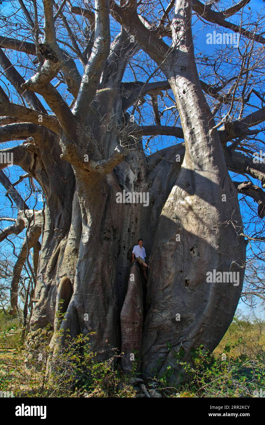 African baobab (Adansonia digitata), Baobab tree, Botswana Stock Photo ...