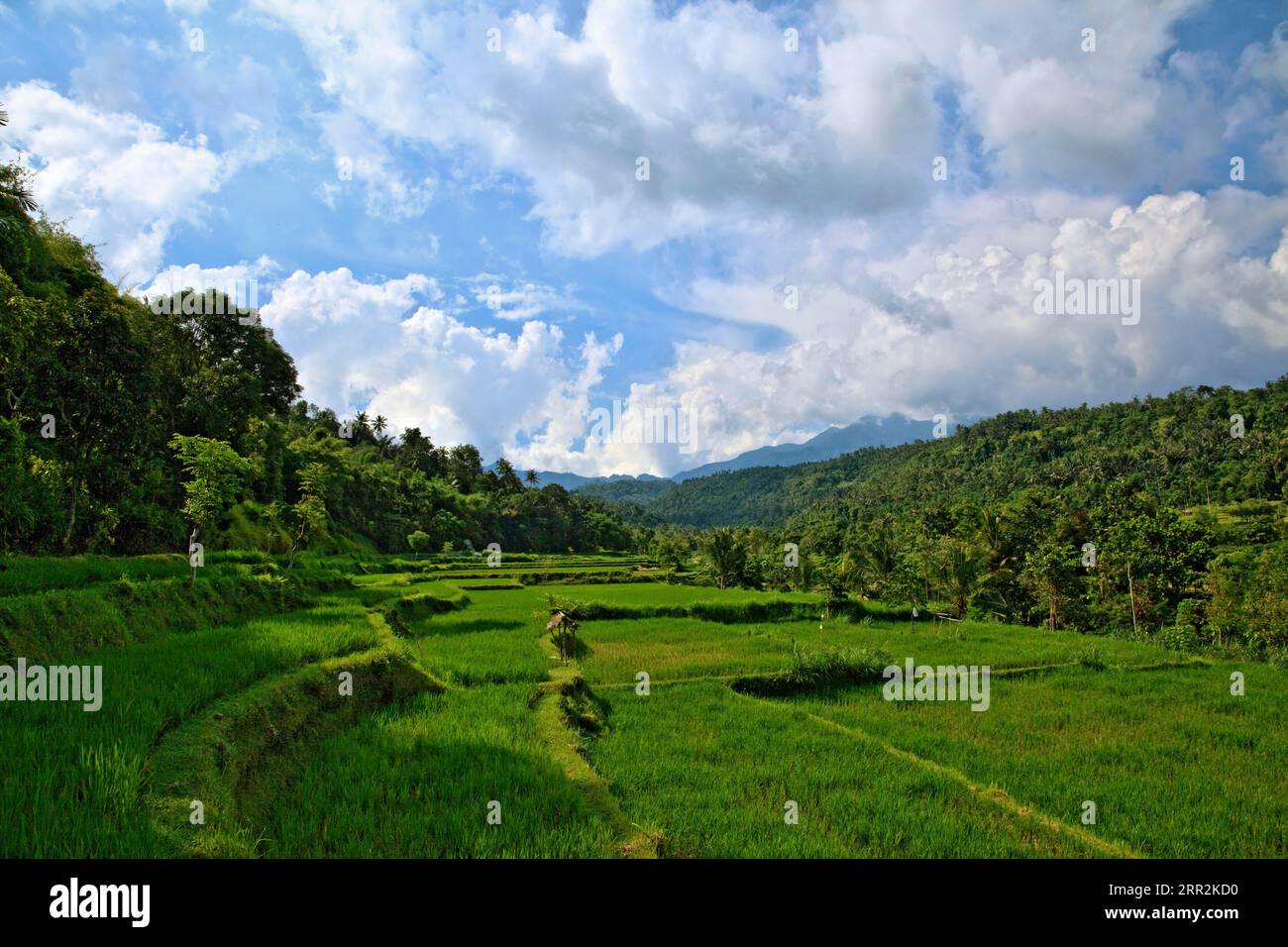 Lombok rice fields hi-res stock photography and images - Alamy