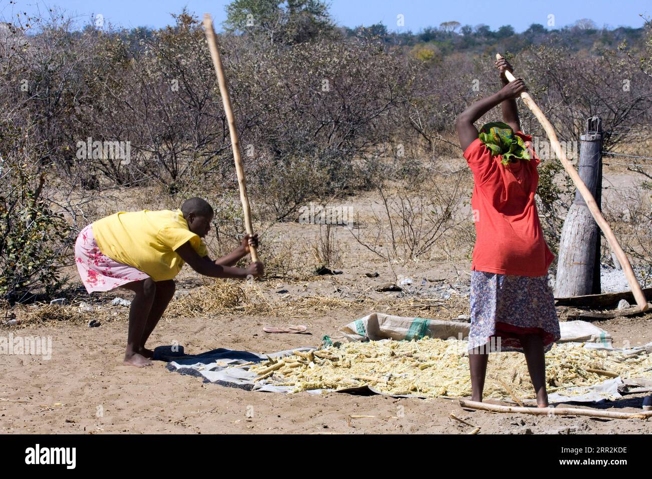 Women threshing maize, Botswana Stock Photo - Alamy
