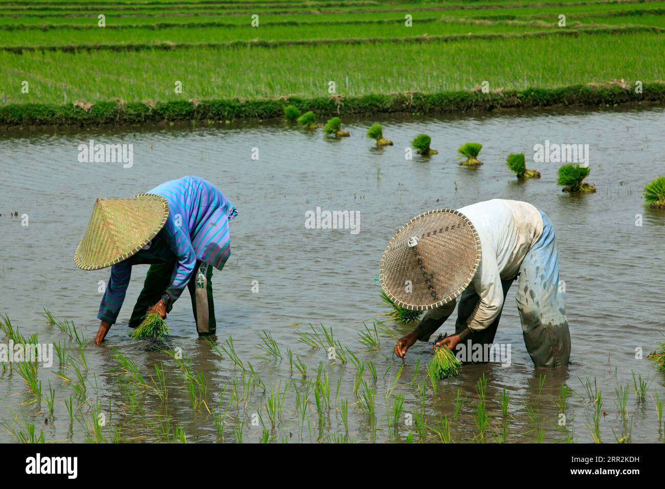 Rice farmers, rice paddies, rice cultivation, Lombok, Indonesia ... Rice farmers, rice paddies, rice cultivation, Lombok, Indonesia ...