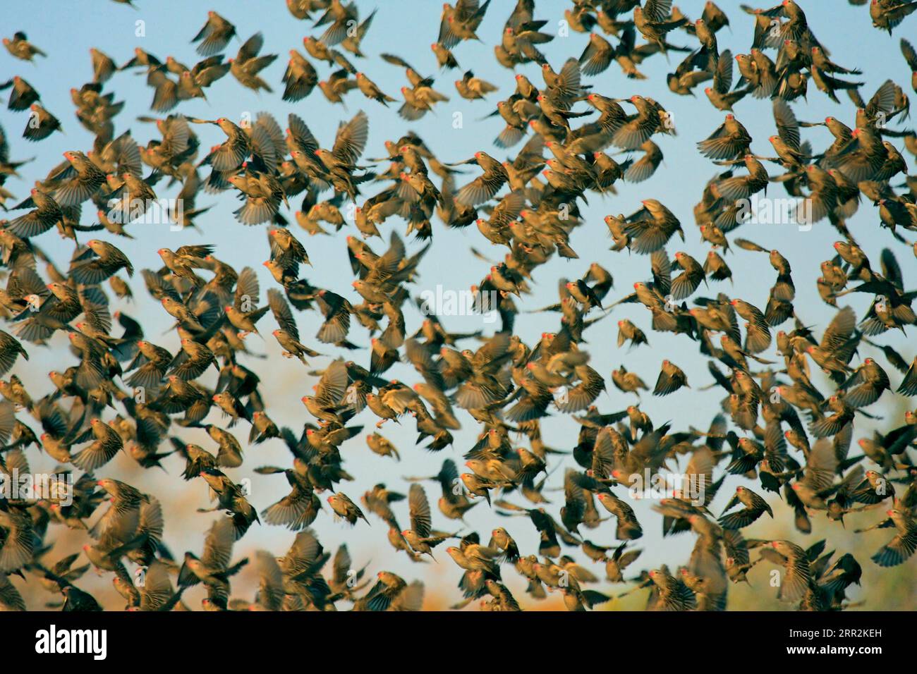 Botswanan birds hi-res stock photography and images - Alamy